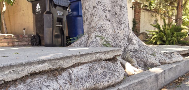 How to Know if Tree Roots Are Damaging Foundation | 6 Easy Steps