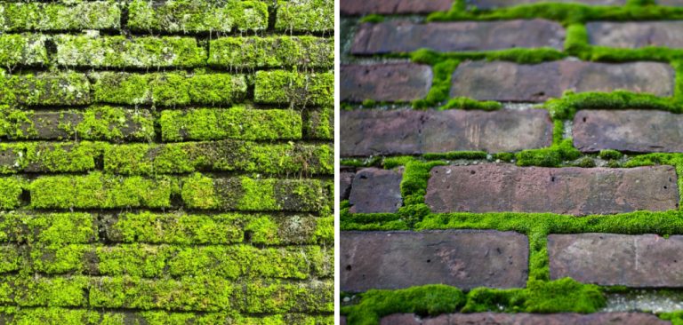 How to Stop Moss Growing on Bricks | 10 Easy Steps (2025)